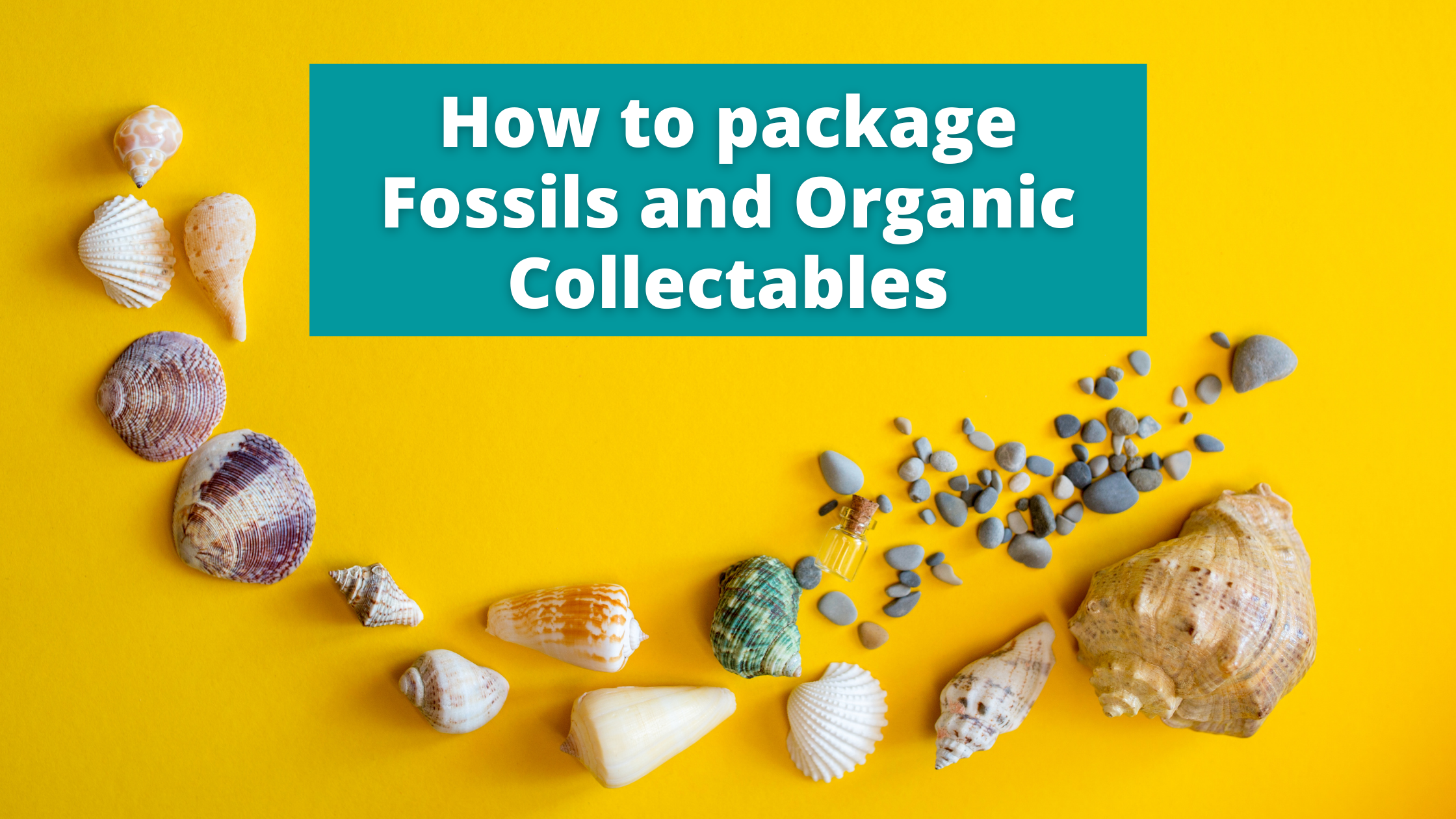 How to Package Fossils, Feathers, and Shells for Shipping or Storage ...